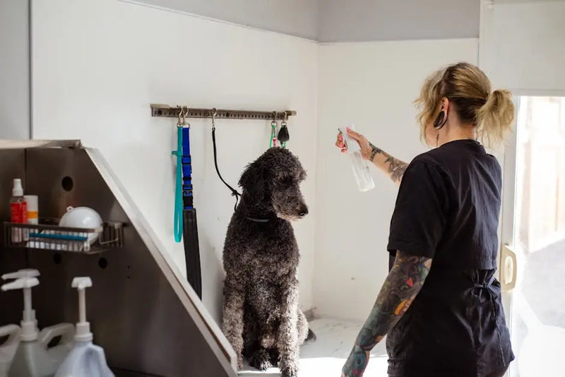 10 Must-Have Dog Beauty Products for a Glamorous Pup – Posh Puppy Boutique