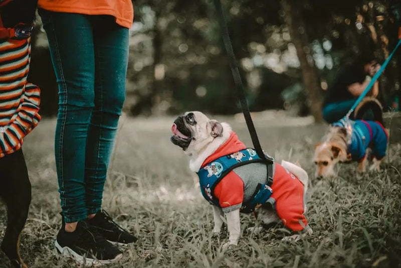 7 Trendiest Designer Dog Clothes for Your Pup – Posh Puppy Boutique