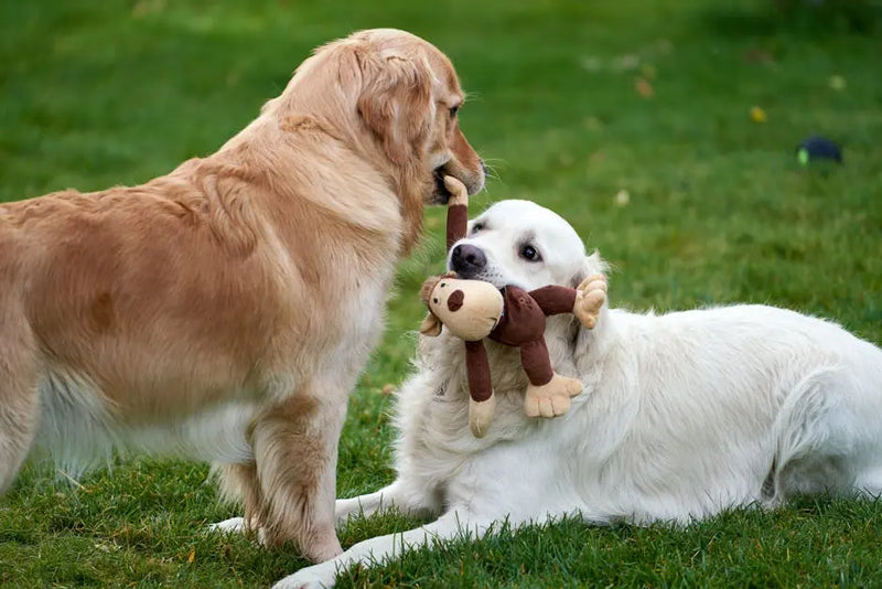 10 Dog Play Toys That Will Keep Your Pup Engaged for Hours – Posh Puppy ...