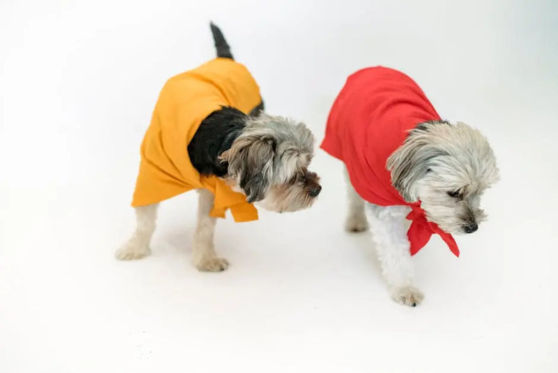 Choosing the Right Small Dog Apparel for Your Pup – Posh Puppy Boutique