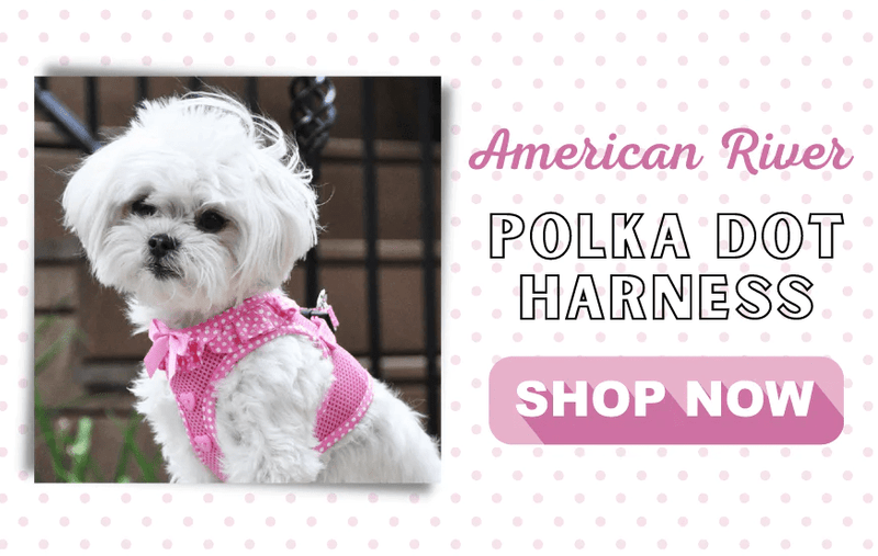 Welcome to the World of Canine Luxury: Where Your Furry Friend is ...