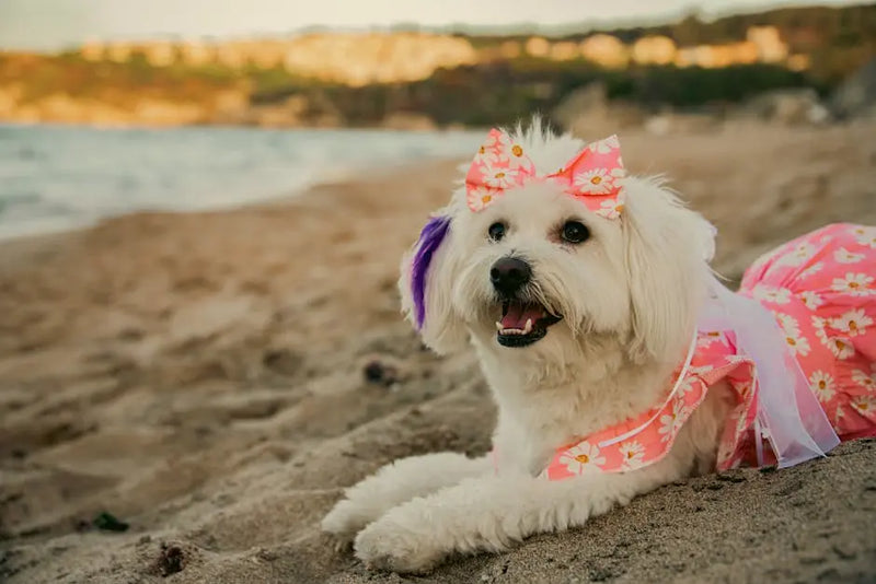 What Is Luxury Pet Fashion and Why Is It Trending? – Posh Puppy Boutique