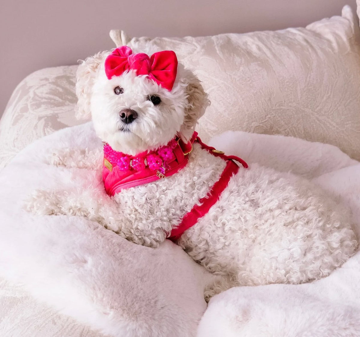 Maggie and Co. Velvet Collection: The Bombshell Harness - Posh Puppy ...