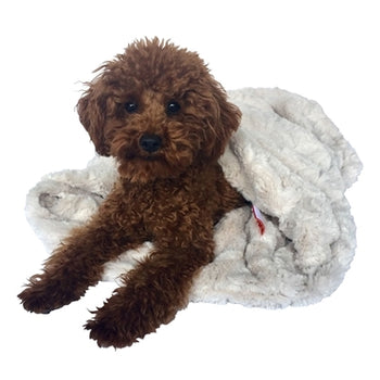 Cuddle Cups Dog Beds Puppy Cuddle Cups Beds - Desginer Dog Puppies ...